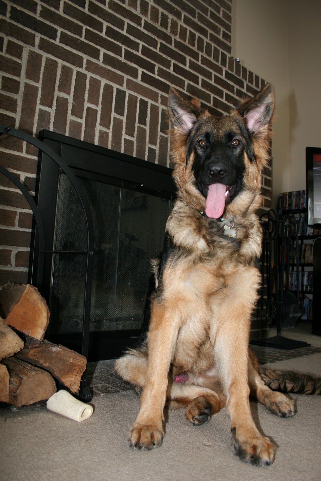 Preppy Puppies: The Tripper Project