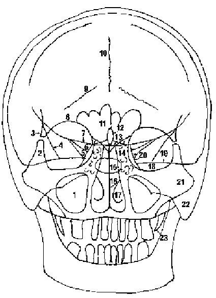Os de la face schema