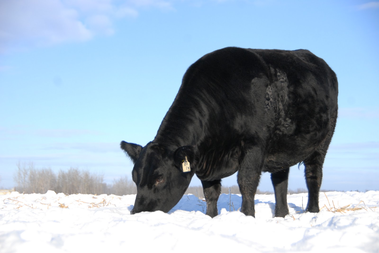 Crystal Cattle: My Simmental Cows - a sneak peak