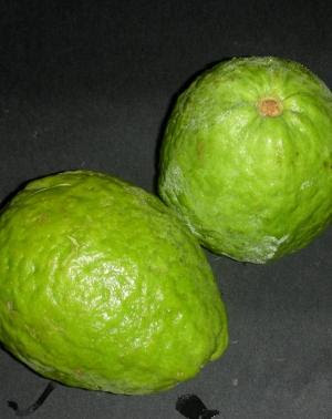 Our first guayaba | La Gringa's Blogicito