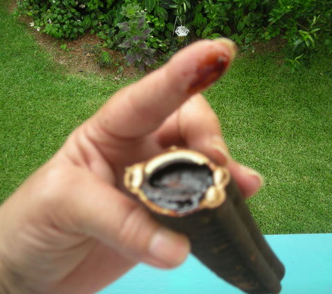 Carao | La Gringa's Blogicito