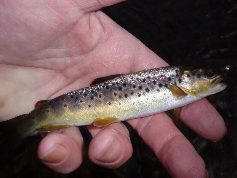 Salmon autumn 2010: Zondag 24 oktober