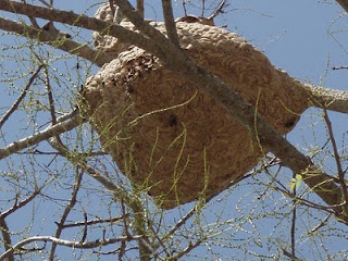 KEMBALI MENCARI: BAKAR SARANG TEBUAN ATAU KELAMBU?