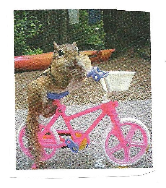 At home with Elaine: PInk snow and a chipmunk