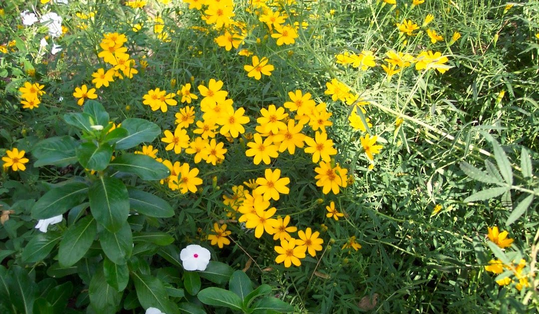 My Garden Pictures: Copper Canyon Daisy