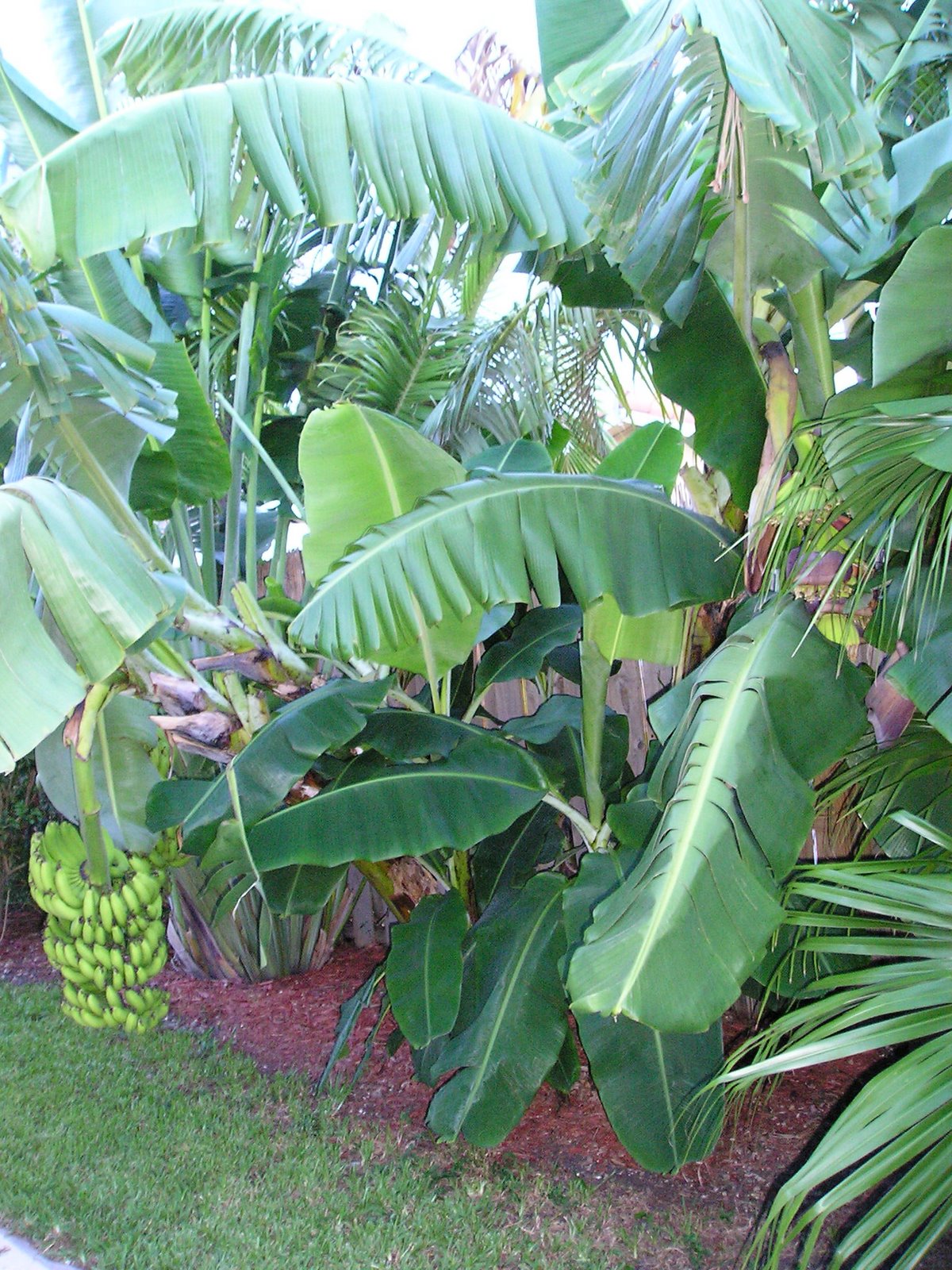 South Florida Gardening Blog: Banana Plant (Musa spp.)