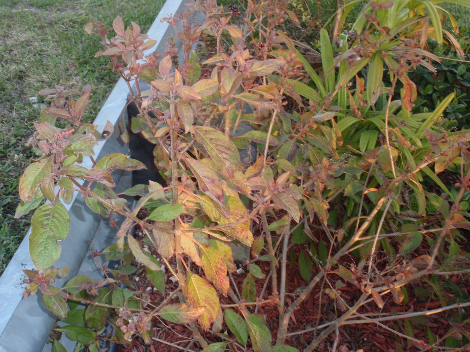 South Florida Gardening Blog: Fire Bush (Hamelia patens)