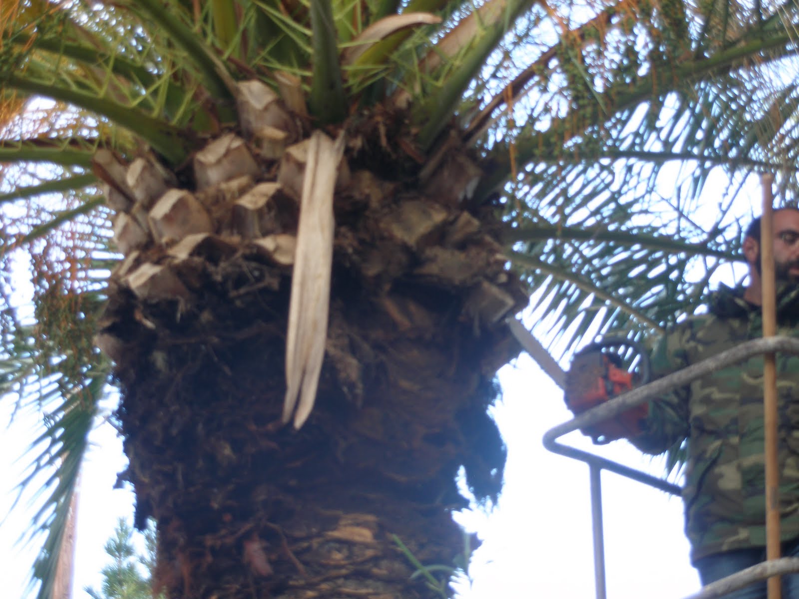 ΣΚΑΘΑΡΙ ΦΟΙΝΙΚΟΕΙΔΩΝ: Φοίνικας με ασθενη συμπτώματα