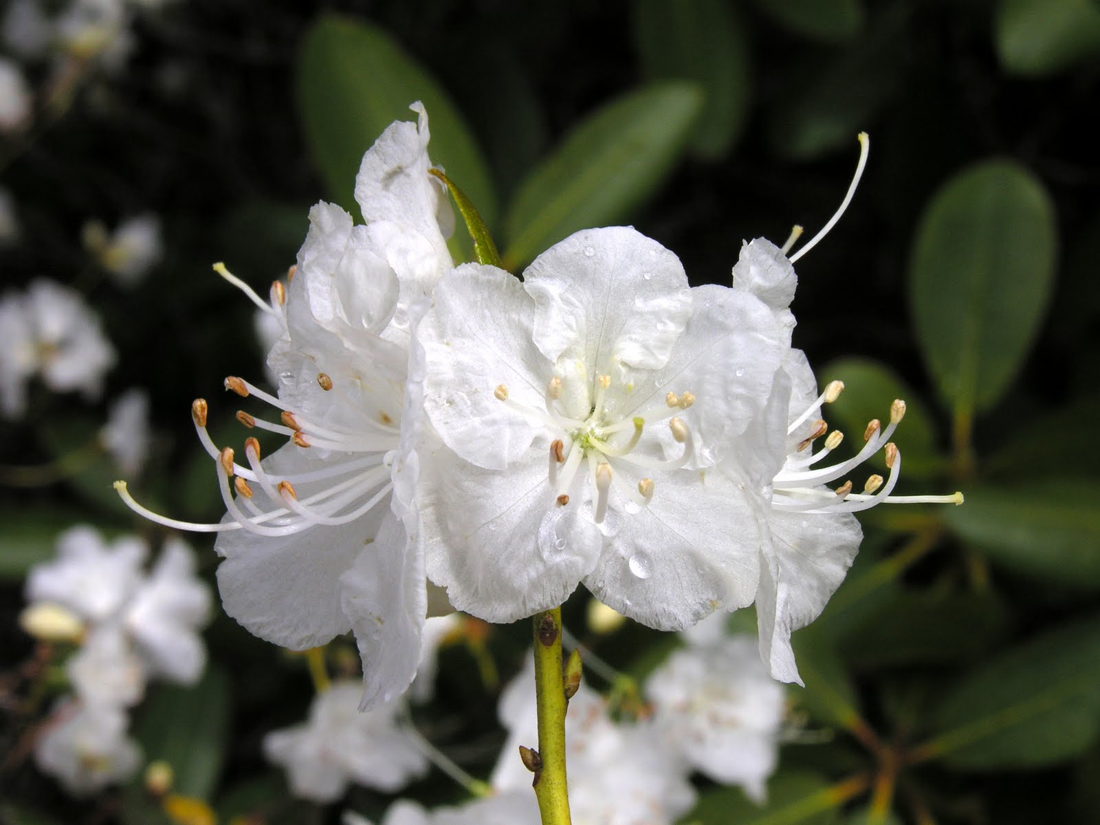 MUN Botanical Garden: Early Season Rhododendrons