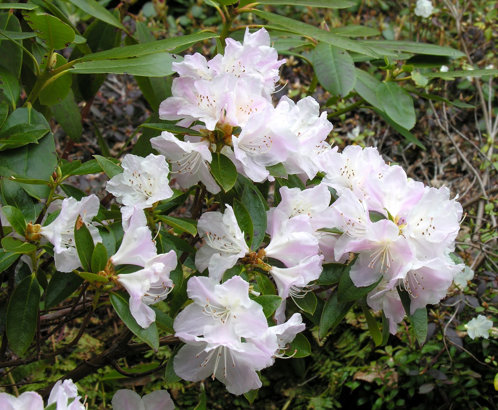 MUN Botanical Garden: Early Season Rhododendrons