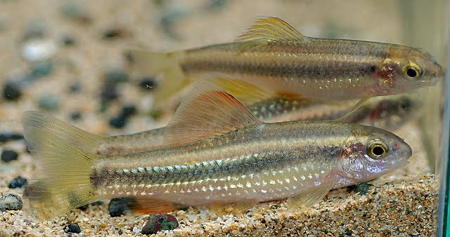 奇獸飼育學: 2010-12-25新進魚隻