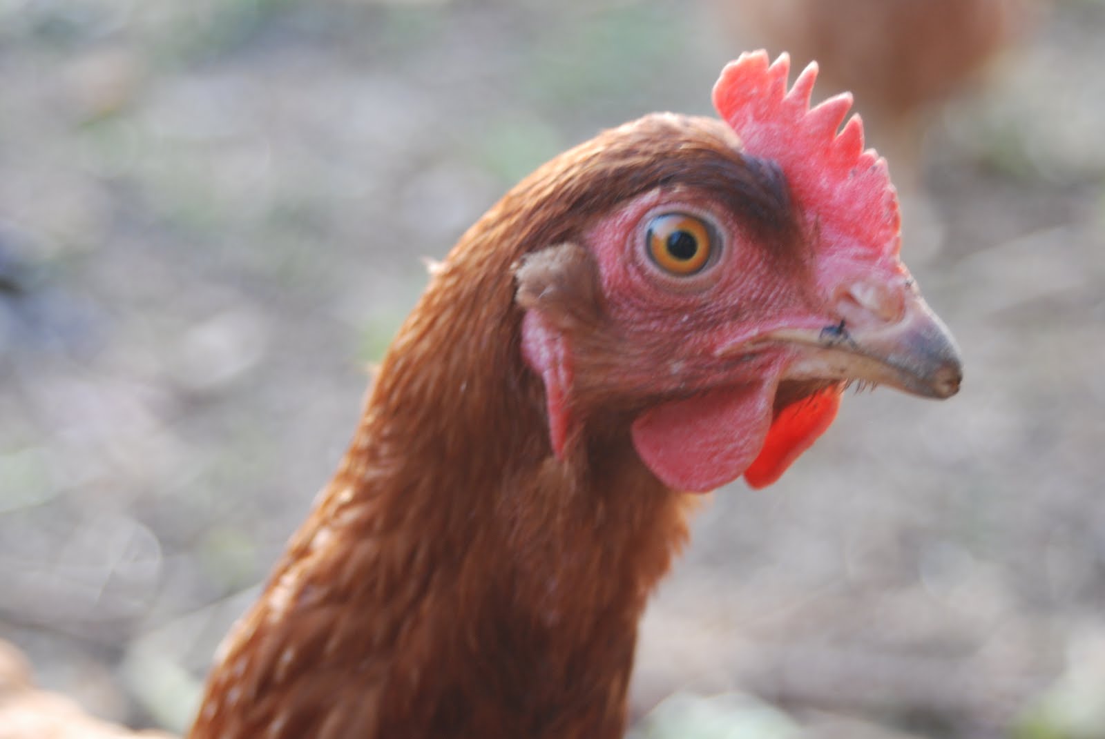 Les Jardins de Priape: Des aubergines et des poules