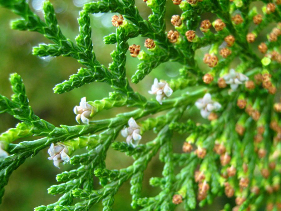 Arta Plantelor: THUJA (TUIA)