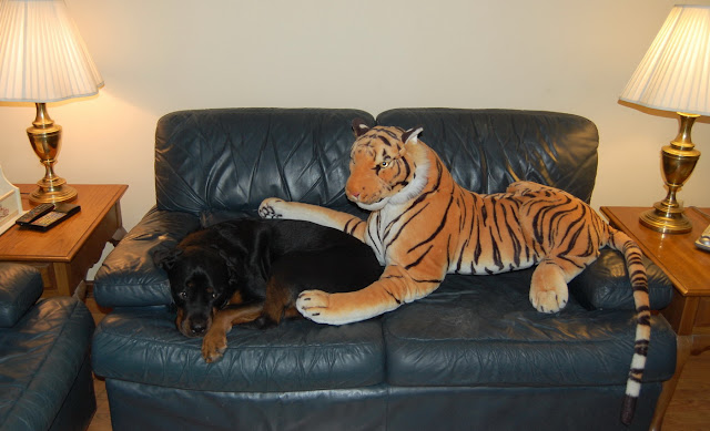 Rottweiler Vs Tiger