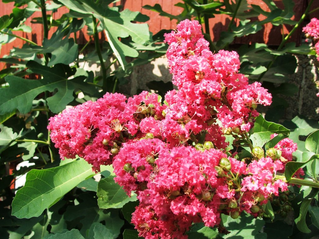 Summer Flower: Summer Flowering Trees
