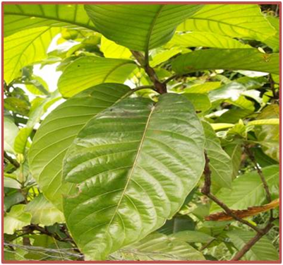 HERBARIO VIRTUAL: borojo