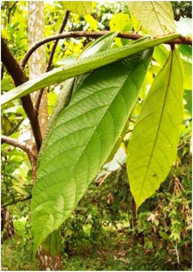 HERBARIO VIRTUAL: copoazú