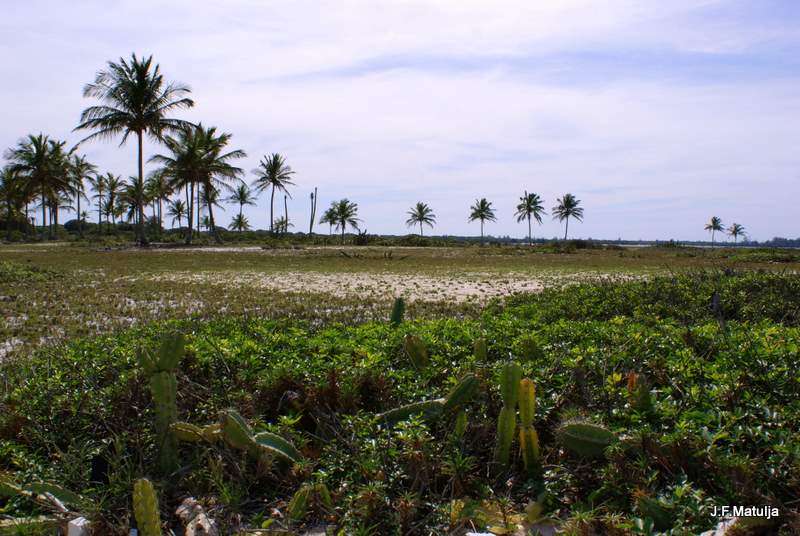 Preserve a Restinga: O que são as restingas?