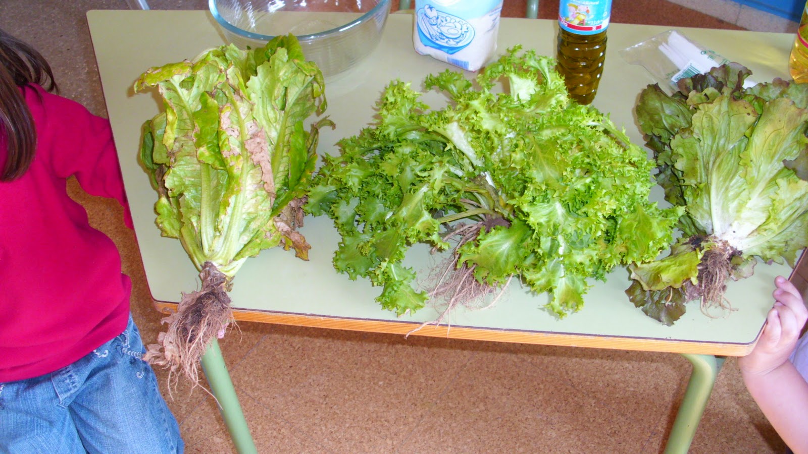 CEIP PRÍNCIPE DE ASTURIAS: TALLER DE LECHUGA:" ensalada mixta" 5 AÑOS B
