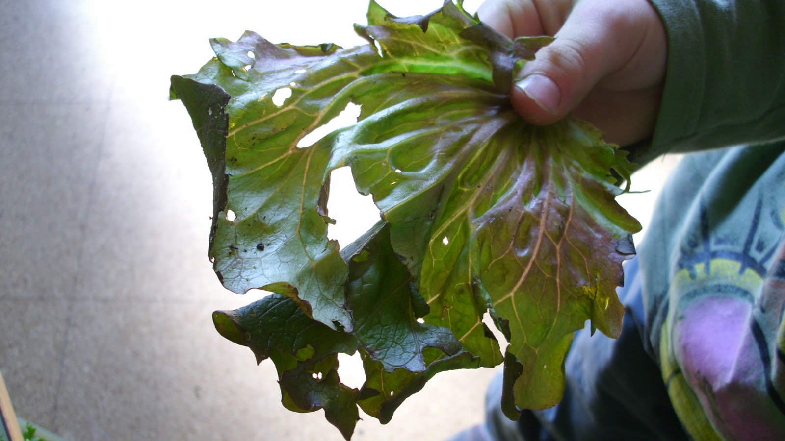 CEIP PRÍNCIPE DE ASTURIAS: TALLER DE LECHUGA:" ensalada mixta" 5 AÑOS B