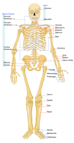 ANATOMI FISIOLOGI MUSKULOSKELETAL: Anatomi Fisiologi Sistem Muskuloskeletal