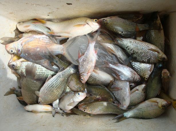 kukar fresh water wild fishing: Destinasi Mancing : Kecamatan Muara Kaman