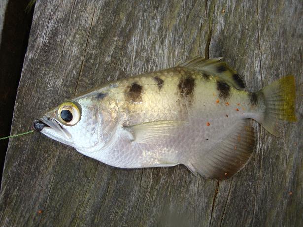 kukar fresh water wild fishing: Destinasi Mancing : Kecamatan Muara Kaman