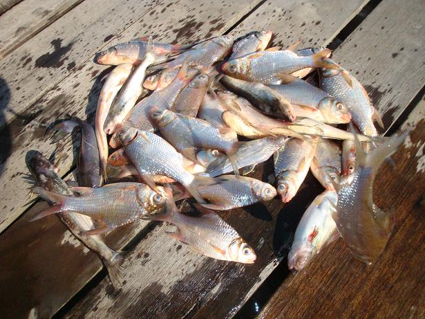 kukar fresh water wild fishing: Destinasi Mancing : Kecamatan Muara Kaman