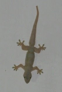 Emily In Bandung: Cicak cicak