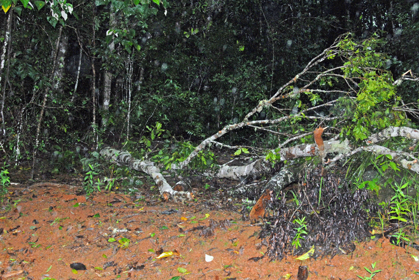 A Snail's Eye View: December 2010