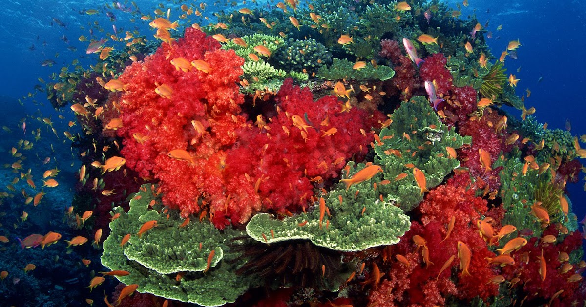 Webshots' - Scenery_25 || Awesome Background Wallpapers Free Download ...