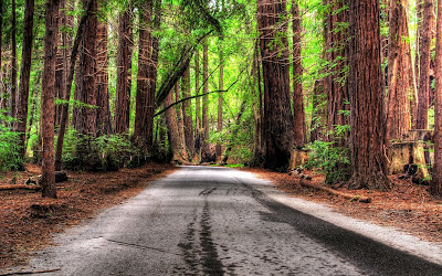 Beautiful Roadways - Where it Leads?