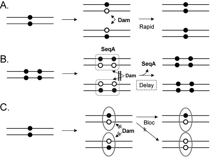 DNA Methylation in Bacteria | Uncommon Descent