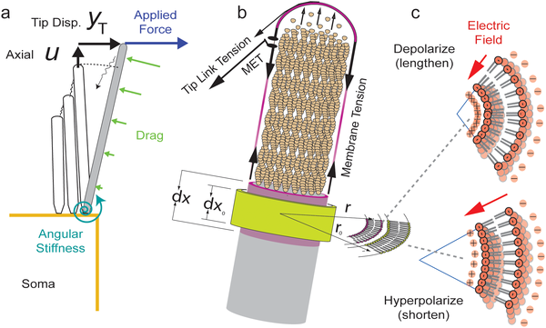 Darwin's God: Flexoelectric Motors of the Inner Ear
