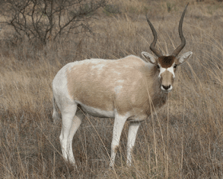 Animals: ADDAX ANTELOPE