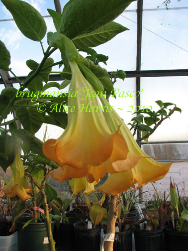 Beautiful Brugmansias: brugmansia 'Jean Pasco'