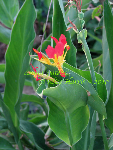 Karchesky Canna~Canna Blog: canna 'patens'