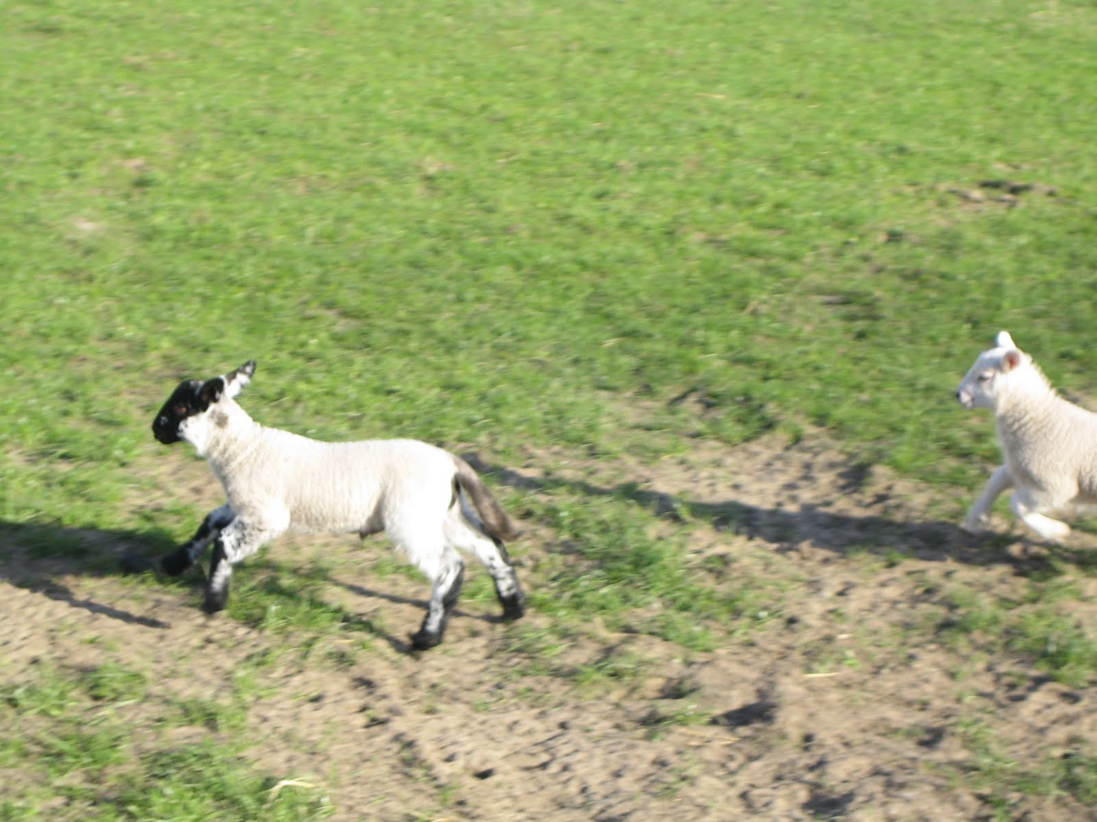 Texas Tales: Sheepshagger Country