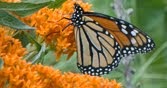 Restoring The Landscape With Native Plants: The Monarchs are Back