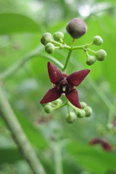 Restoring The Landscape With Native Plants: Wahoo!