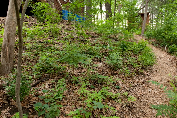 Restoring The Landscape With Native Plants: Oak Woodland Brushland ...