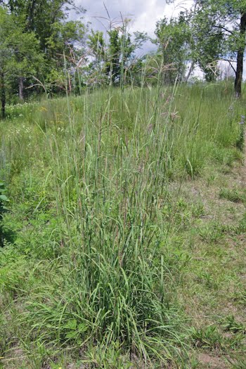 Restoring The Landscape With Native Plants: Native Plant of the Week ...