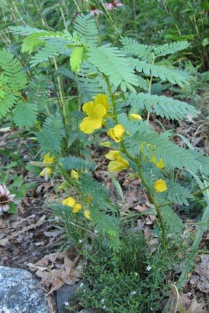Restoring The Landscape With Native Plants: Native Plant of the Week ...