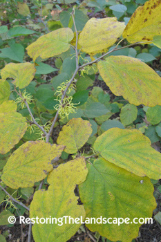 Restoring The Landscape With Native Plants: Native Plant of the Week ...