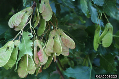 Restoring The Landscape With Native Plants: That's Invasive? Amur Maple ...