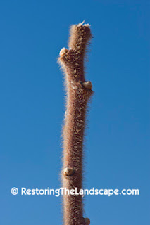 Restoring The Landscape With Native Plants: Native Plant of the Week ...