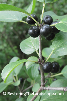 Restoring The Landscape With Native Plants: Invasive Buckthorn and ...