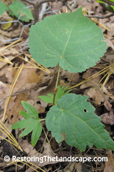 Restoring The Landscape With Native Plants: A Recipe for Native Tree ...