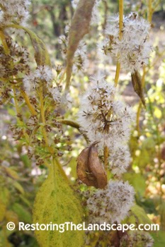Restoring The Landscape With Native Plants: Fall Native Seed Collection