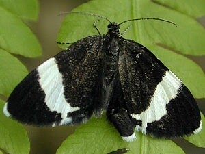 Restoring The Landscape With Native Plants: White Striped Black Moth ...